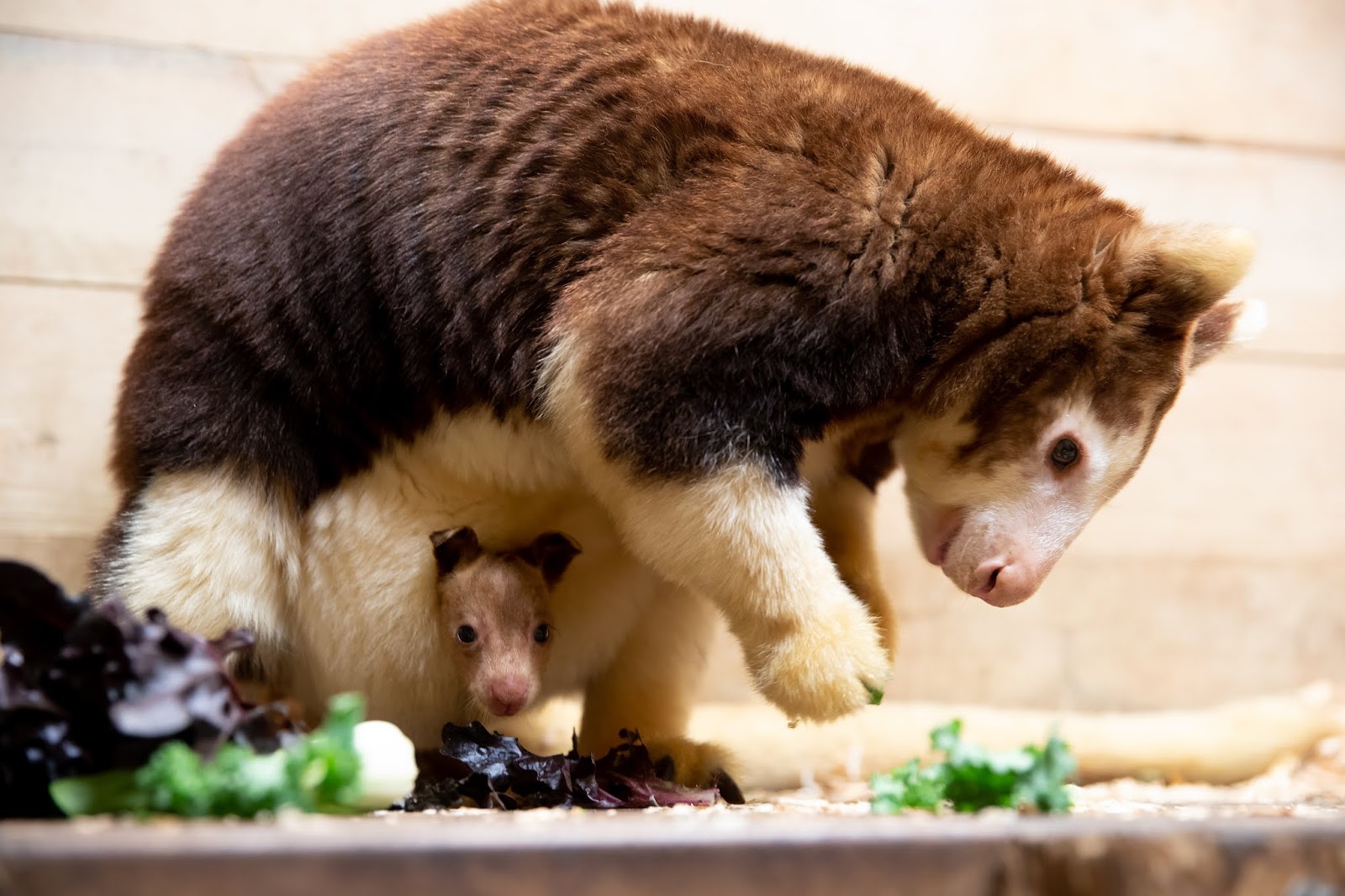 Tree kangaroo joey plays peek-a-boo from pouch