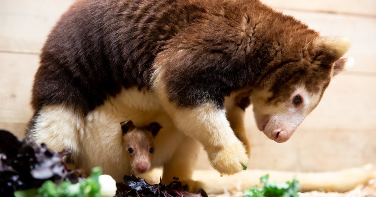 Tree kangaroo joey plays peek-a-boo from pouch