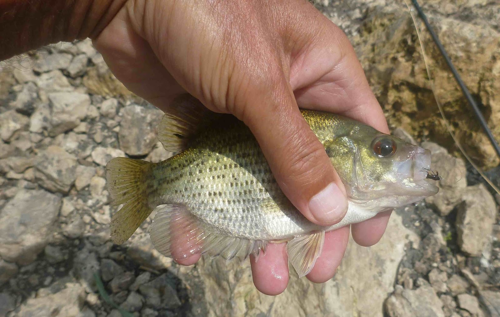 Manitoba Fish Species on the Fly: July 2013