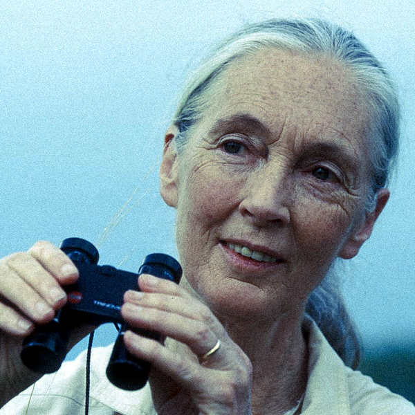 Dolphin Biology and Conservation: Jane Goodall on animal testing