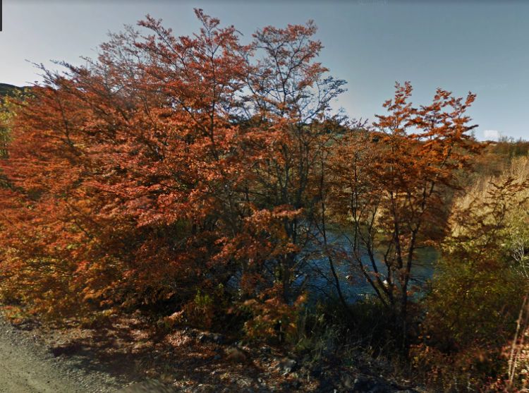 Future Plants by Randy Stewart: Robles and Antarctic Beech