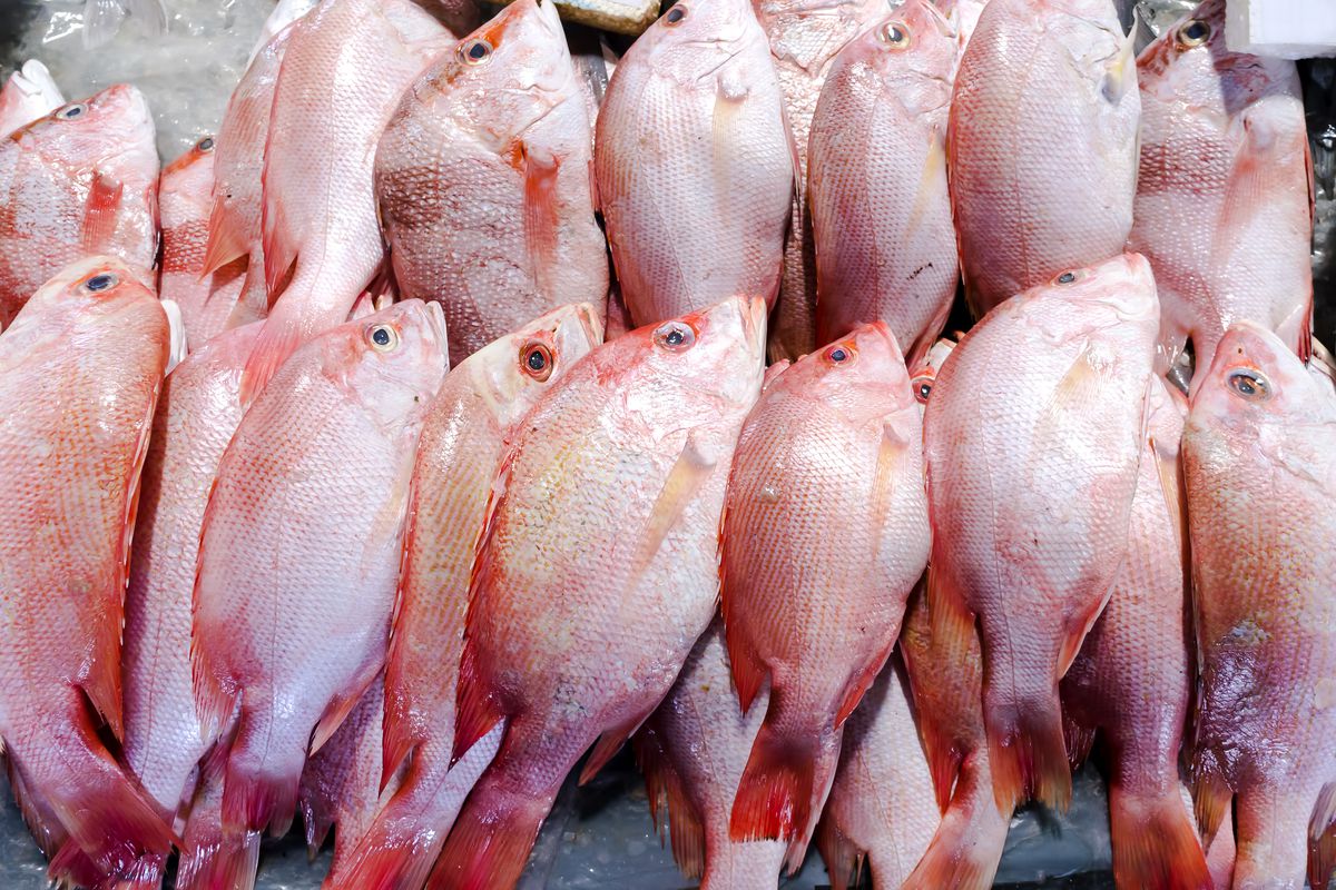 Where to Buy Red Snapper - Fresh Red Snapper, Buy Red Snapper, Red ...