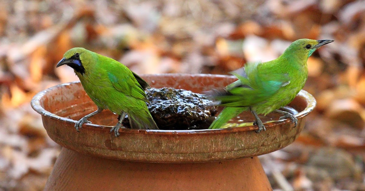 Friendly Animals: Jerdon's Leafbird