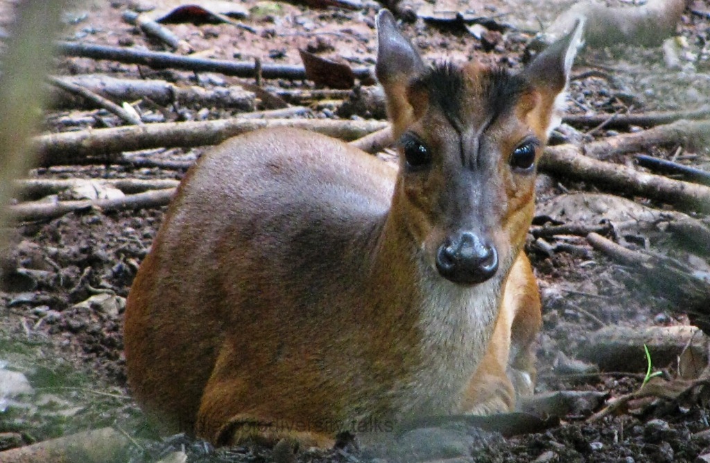 Indian Biodiversity Talks: Hunting in Arunachal Pradesh takes ...