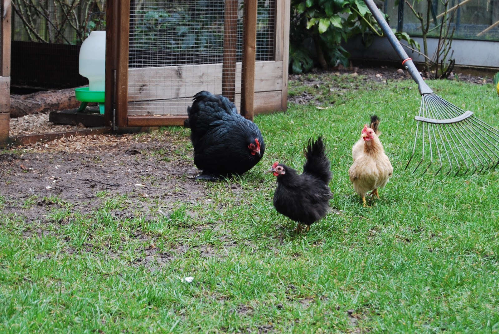 The Chicken Chronicles: Micro Chickens, Meet The Flock