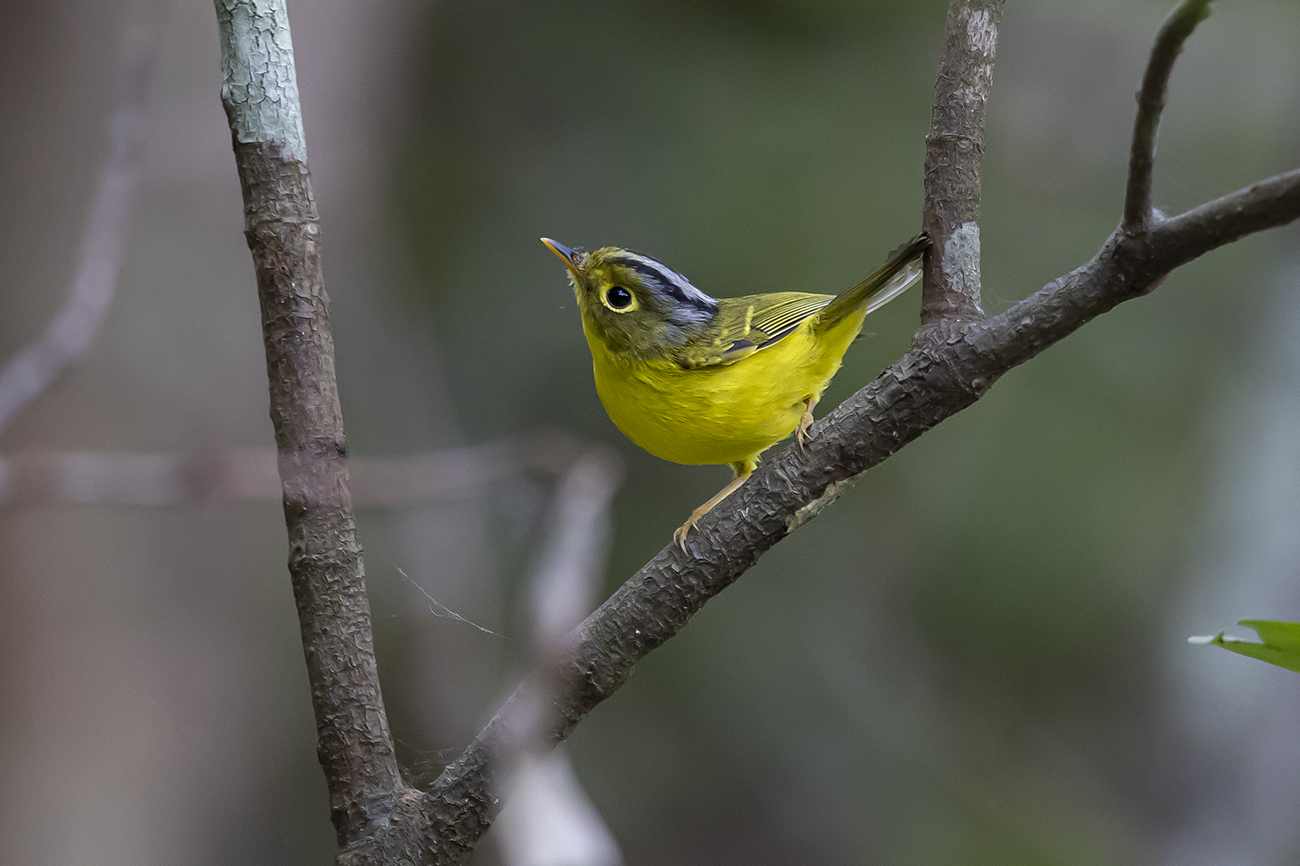 As The Crow Flies - a Hong Kong Birding Blog: White-spectacled Warbler ...