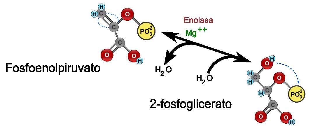 GLUCOLISIS - Mind Map