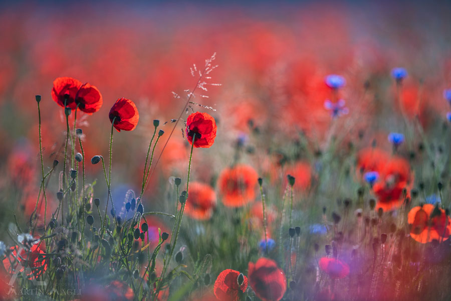 Blog von www.naturbild.ch: MOHN in der Schweiz