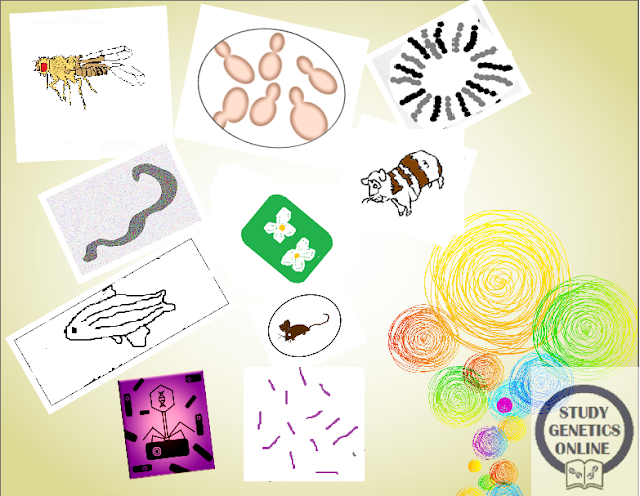 Study Genetics Online: Top 10 Model Organisms