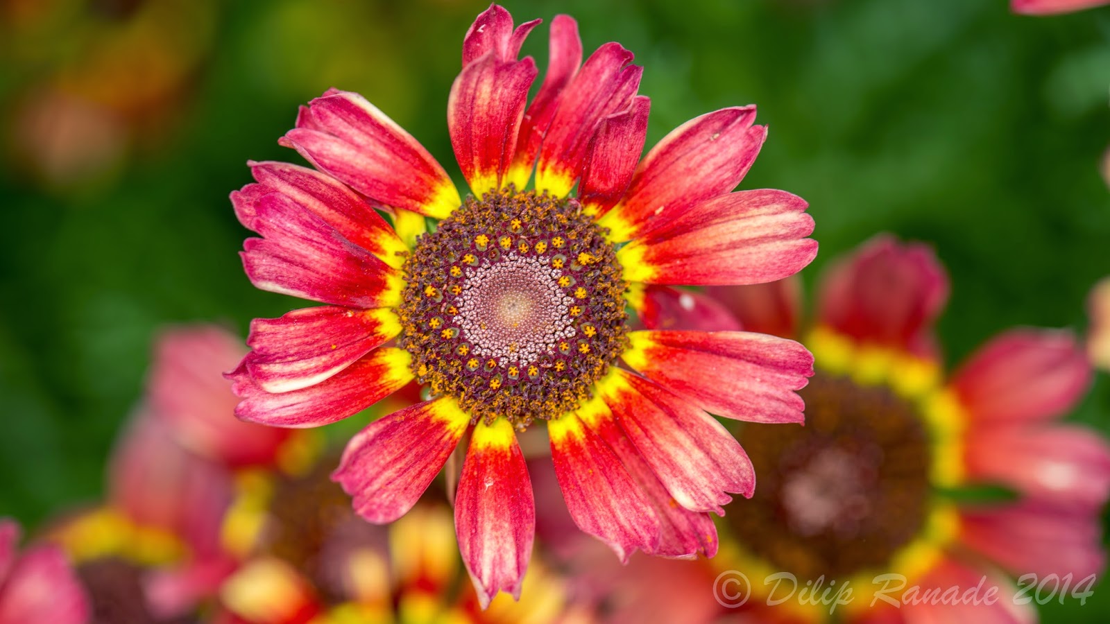 TheThirdEye: 10 tips for Photographing Flowers