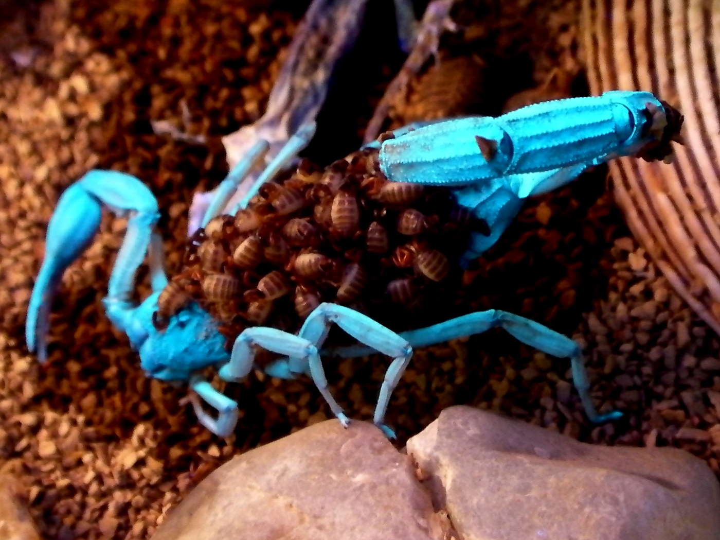 Quaoar Power Zoo: Central American bark scorpion (Centruroides ...