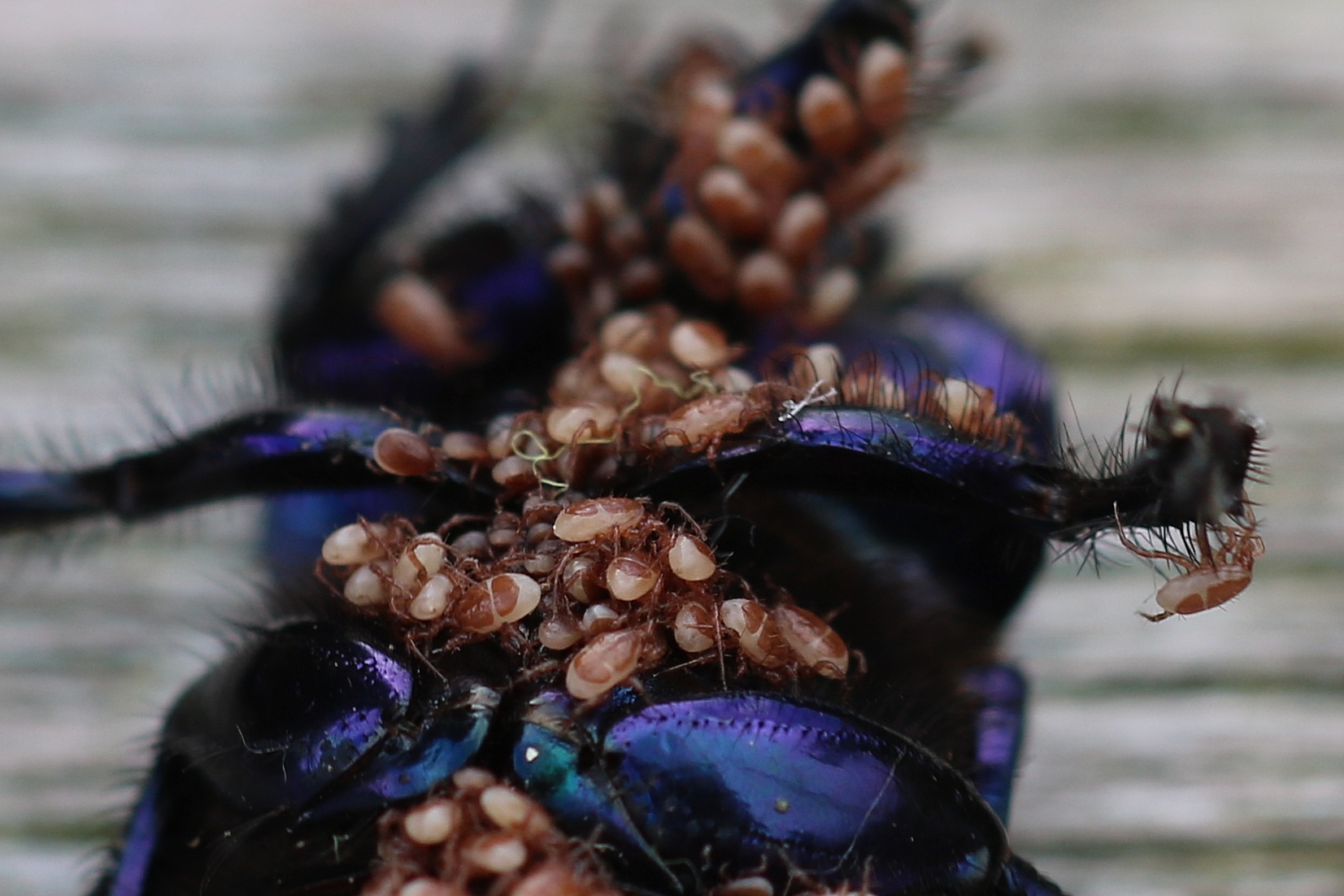 Kruipende Insekten: . . Parasitidae