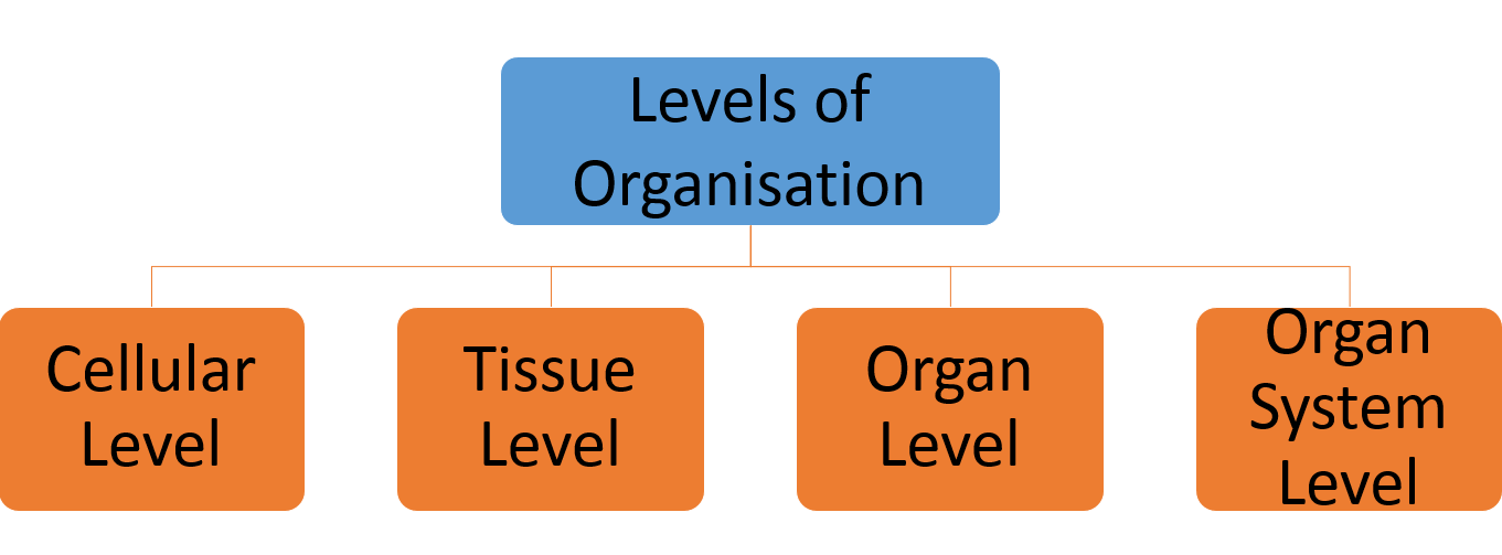 Levels Of Organization Animal Kingdom at Victoria Mcbrien blog