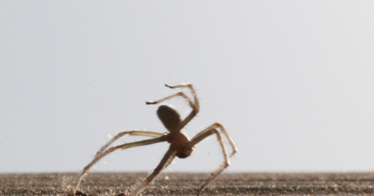Real Monstrosities: Moroccan Flic-flac Spider