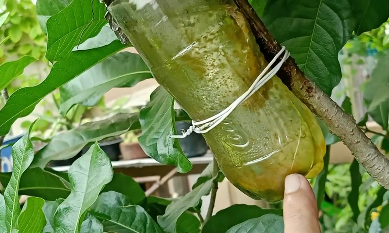 Practical Gardening: How to Air-Layer Trees and Vines with Just Water