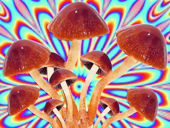 "Hongos magicos" cómo consumirlos 🍄