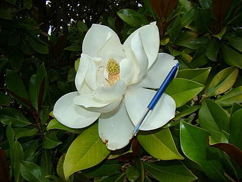 WORLD OF MAGNOLIAS: Magnolia "Russet"