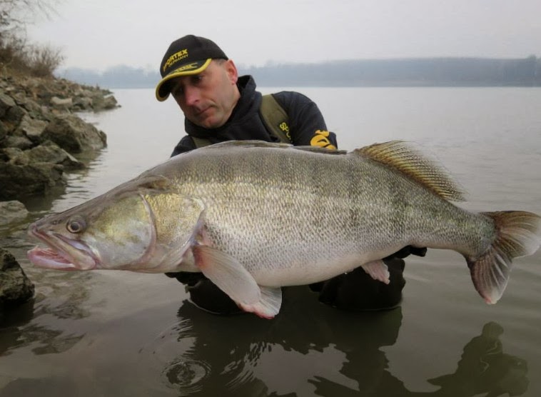 International Fishing News ITALY World Record Size Zander Caught international-fishing-news-italy-world-record-size-zander-caught