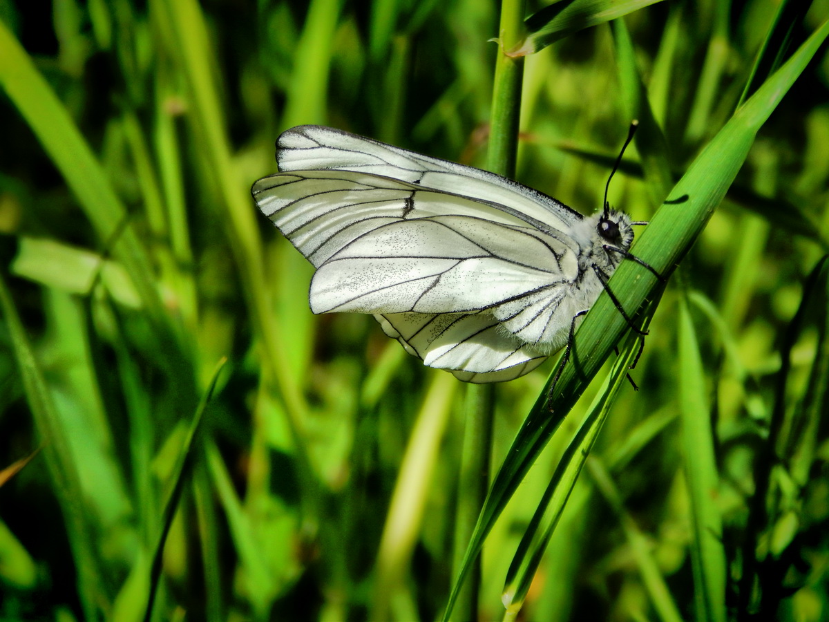 anta | Photography: Leptiri Srbije