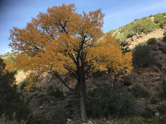 Southern New Mexico Explorer: Tsi-p'in-owinge( Mesa del Pueblo)- Santa ...