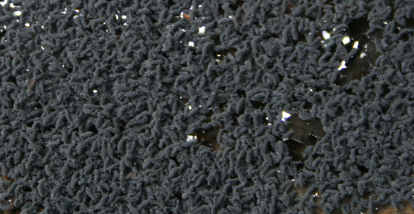 Spicebush Log: Springtails