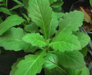 NATURAL HERBAL MEDICINE, BENEFITS VARIOUS PLANT FOR HEALTH: Herbal ...