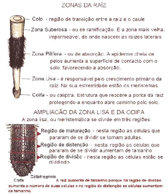 Morfologia De Plantas