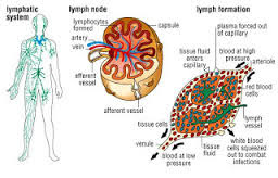 Pengertian Sistem Limfatik