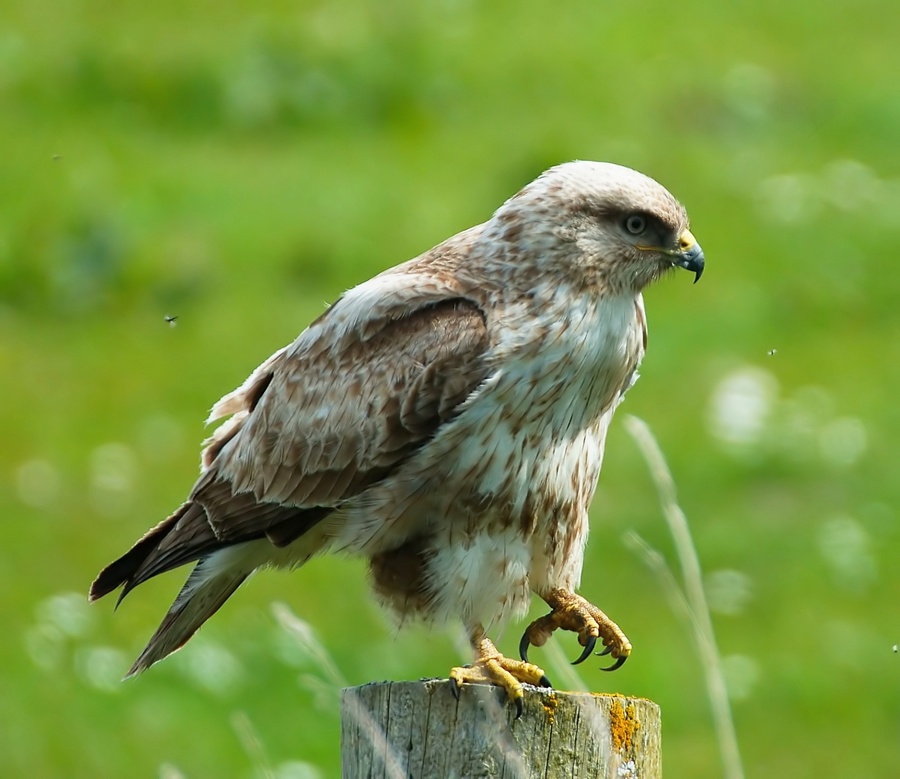 dave perrett wildlife photography