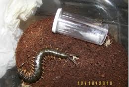 Breeding: Cara budidaya lipan atau kelabang untuk pakan hewan peliharaan