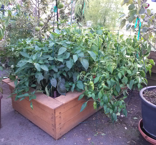 The Shade Gardener: How to make Sub-Irrigation Planters (SIPs)