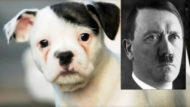 The dog that looks like Hitler - infopress