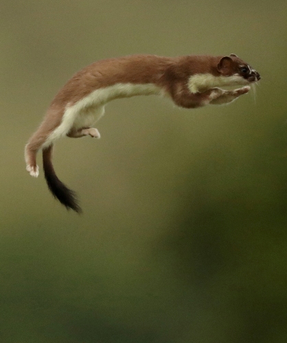 Stoat Jumping