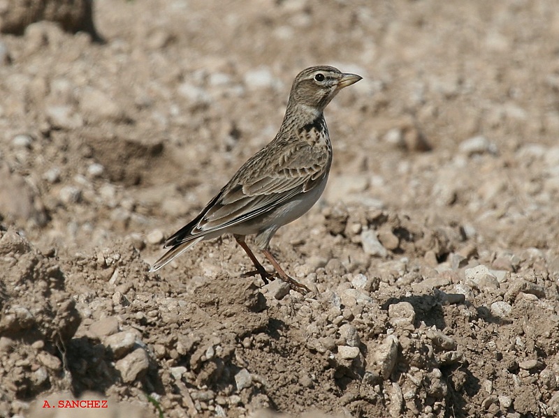Aves de Aragón : Calandria común