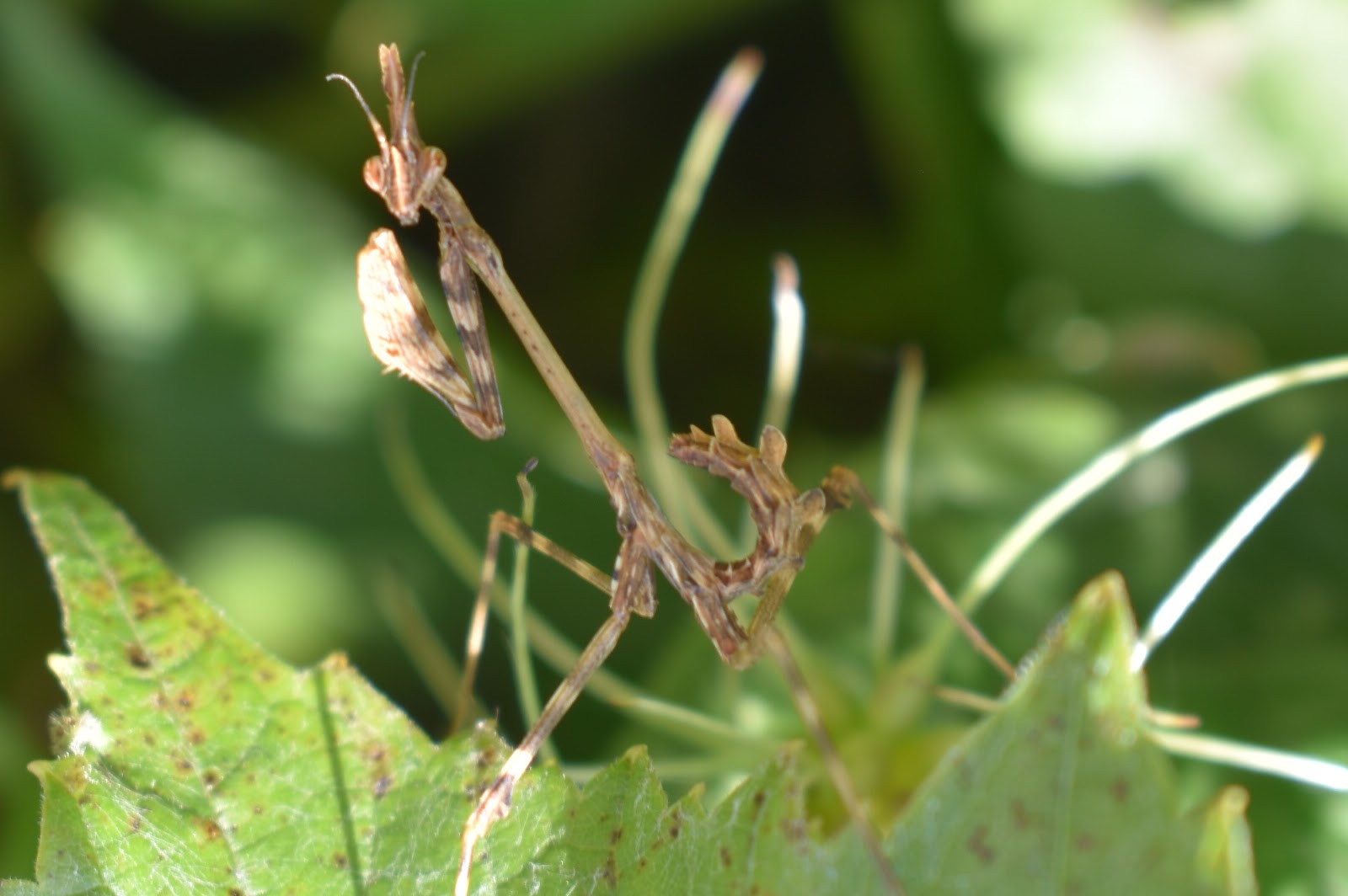 ZOOTOGRAFIANDO (6.100 ANIMALS): MANTIS PALO O EMPUSA (Empusa pennata)