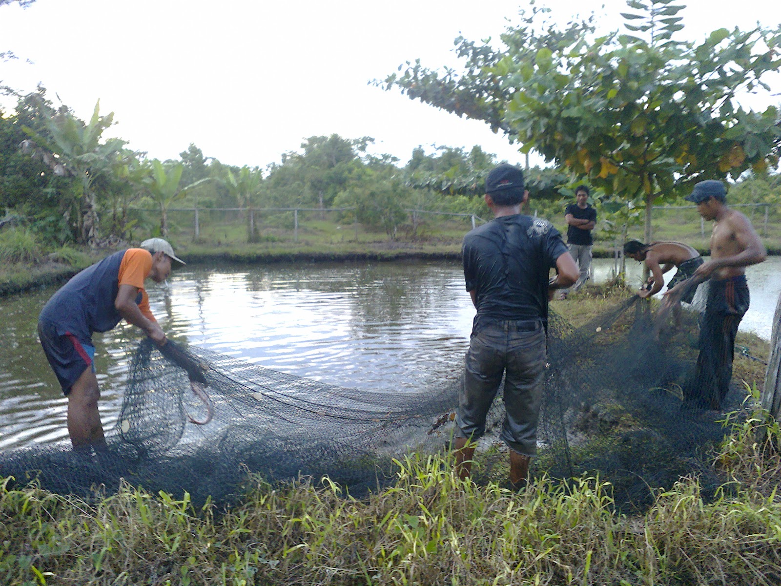 MINA POLITAN: Prospek Budidaya Ikan Patin di Lahan Gambut MINA POLITAN: Prospek Budidaya Ikan Patin di Lahan Gambut