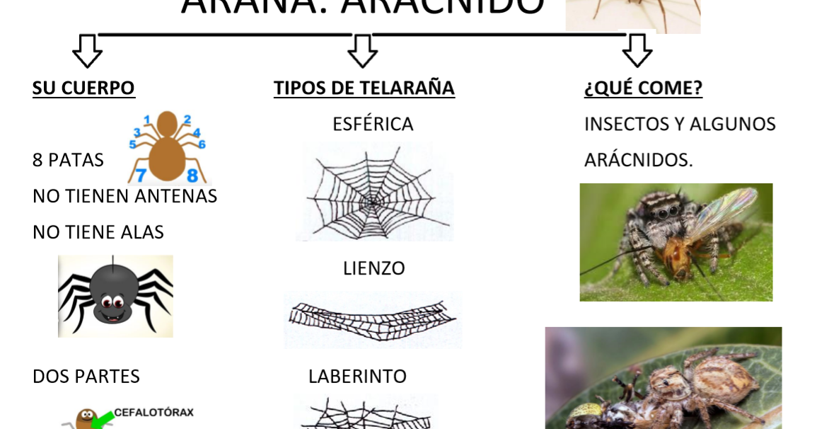 APRENDIENDO DESDE CASA: MAPA CONCEPTUAL ARAÑA