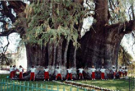 El Magazin de Merlo: El Árbol del Tule en Oaxaca, México, tiene más de ...