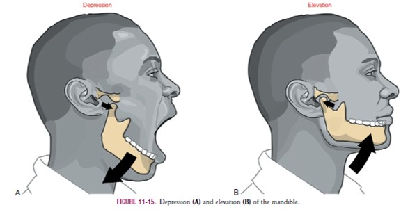 FISIOTERAPIA Y MOVIMIENTO CONCIENTE: The osteokinematics of the mandible