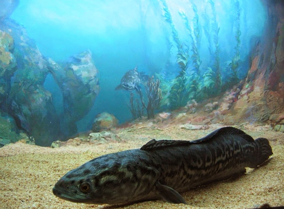 Snakehead Fish ~ Nature Conservancy