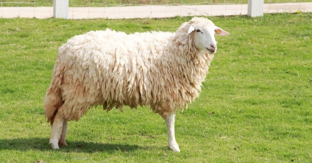 BRIT-3: 🟡🔴CREANDO MI GRANJA: LA OVEJA🐑