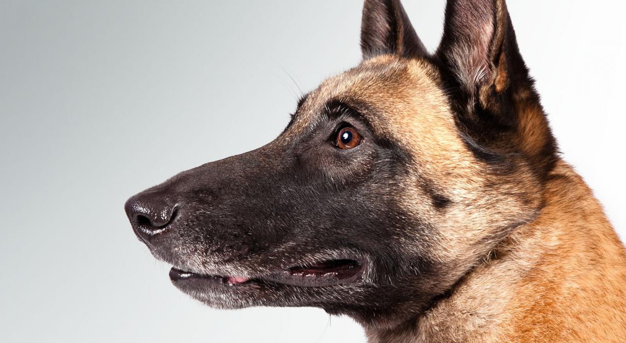 11 Jenis Anjing Yang Cocok Dipelihara Di Rumah