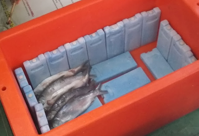 Cara Pakai Ice Pack Untuk Ikan & Daging