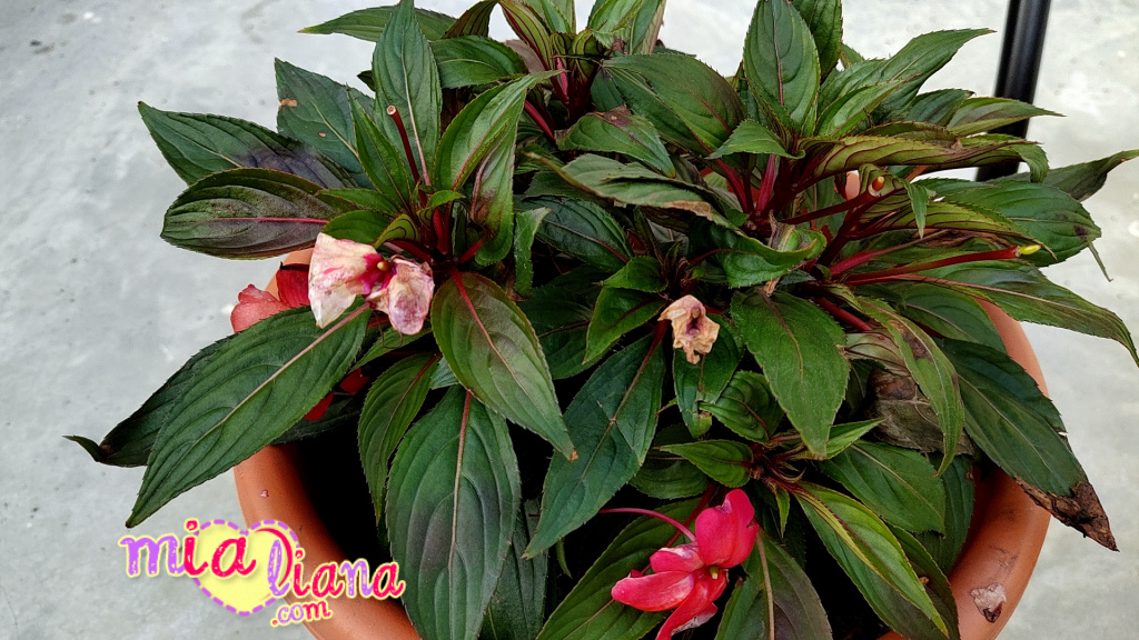 Pokok Bunga Merah dan Pink