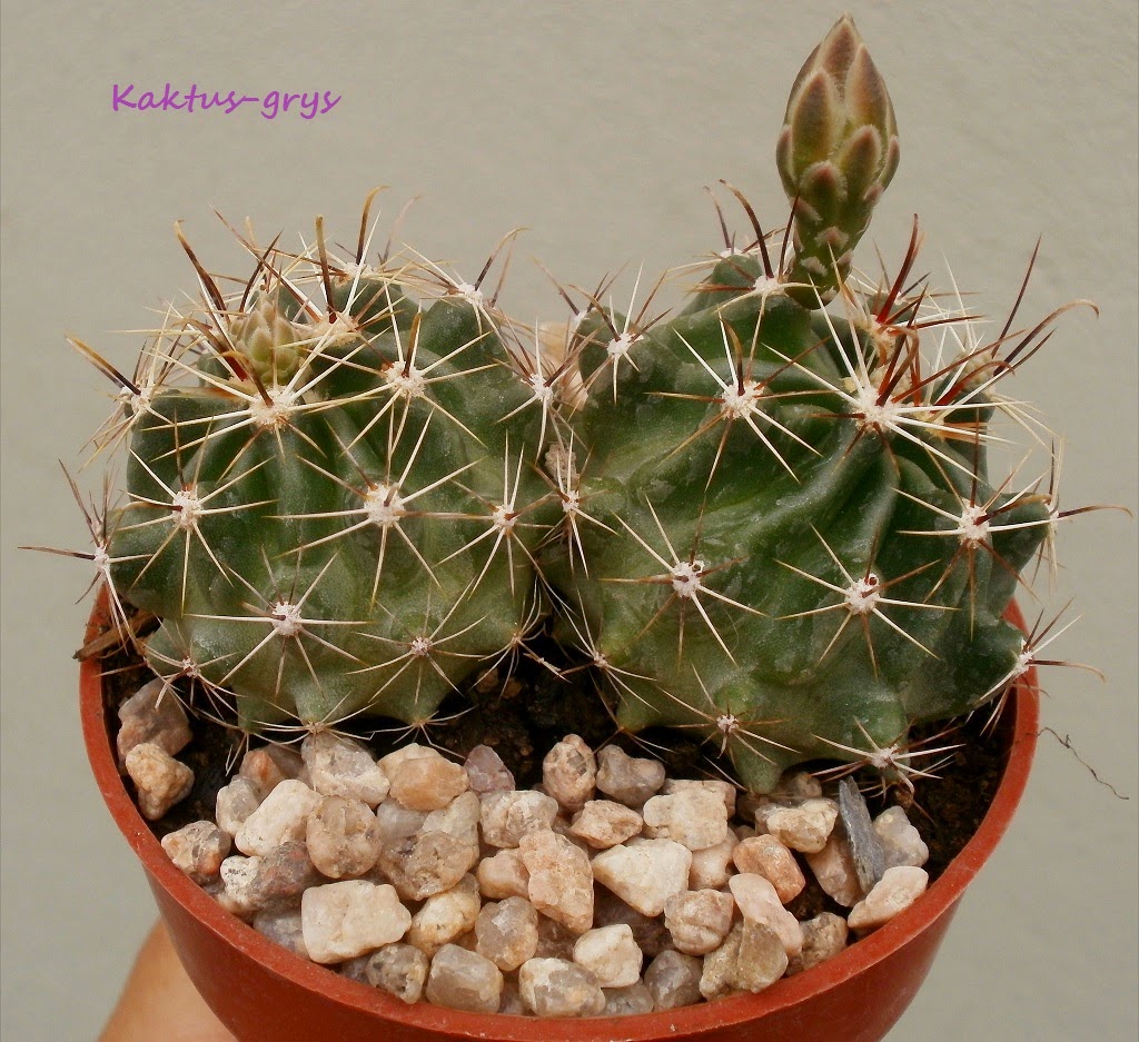 Thelocactus setispinus ~ PLANTUKIS