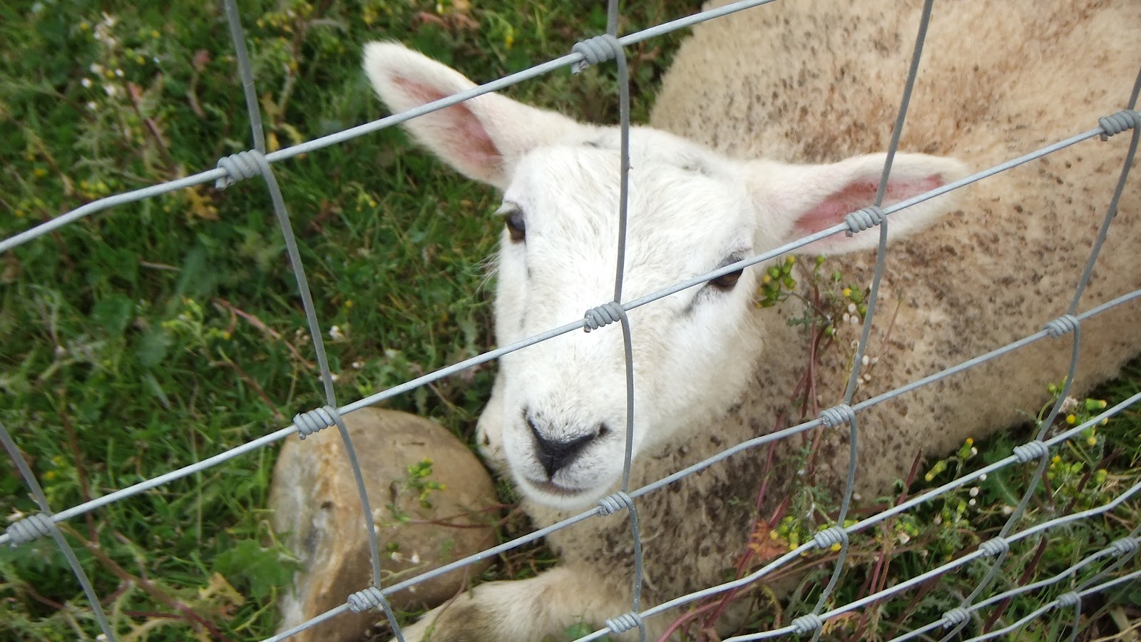 Lunch at Greendale Farm Shop