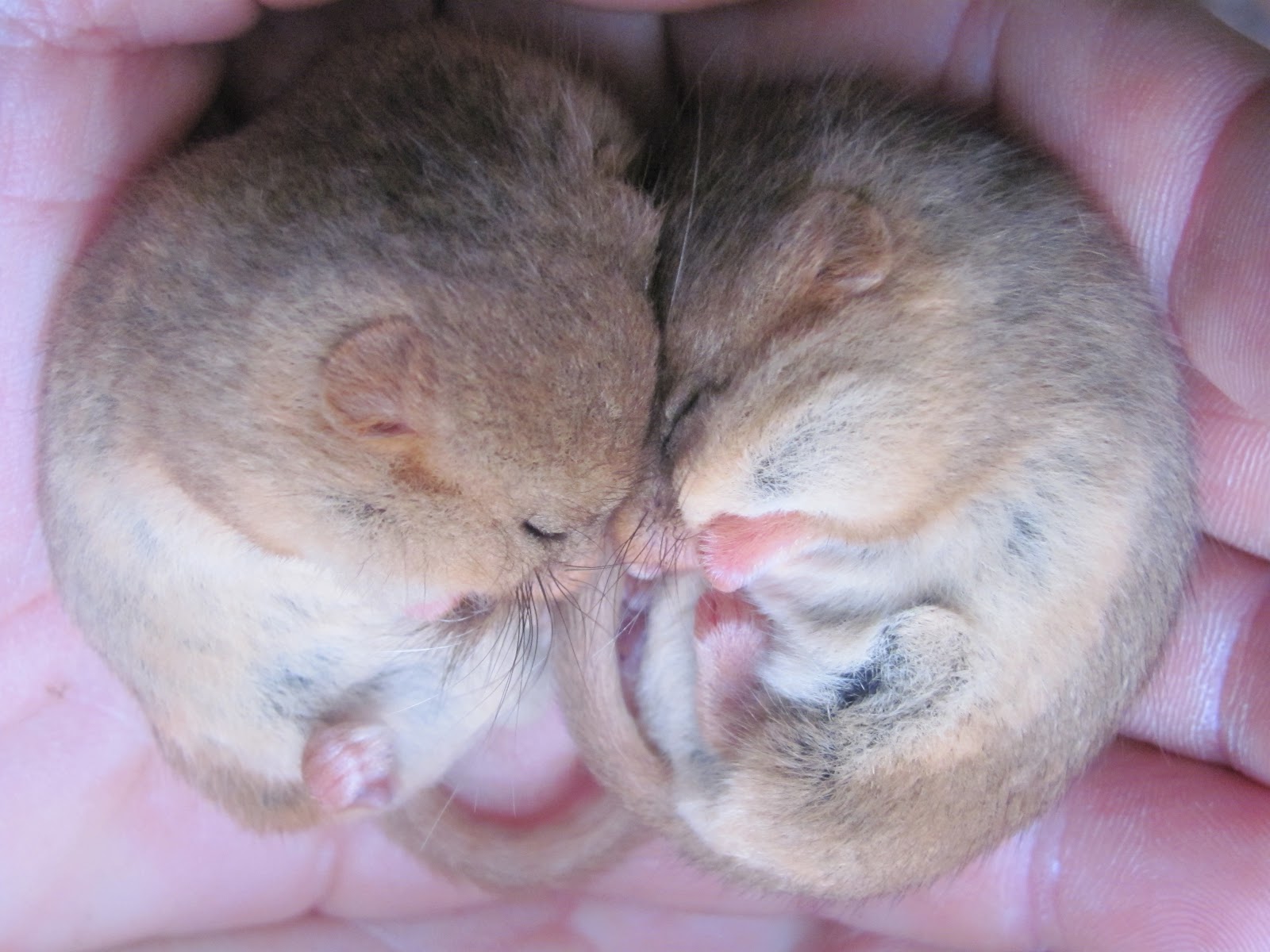 AWT Wild Schools blog: What is it? #1 revealed.....