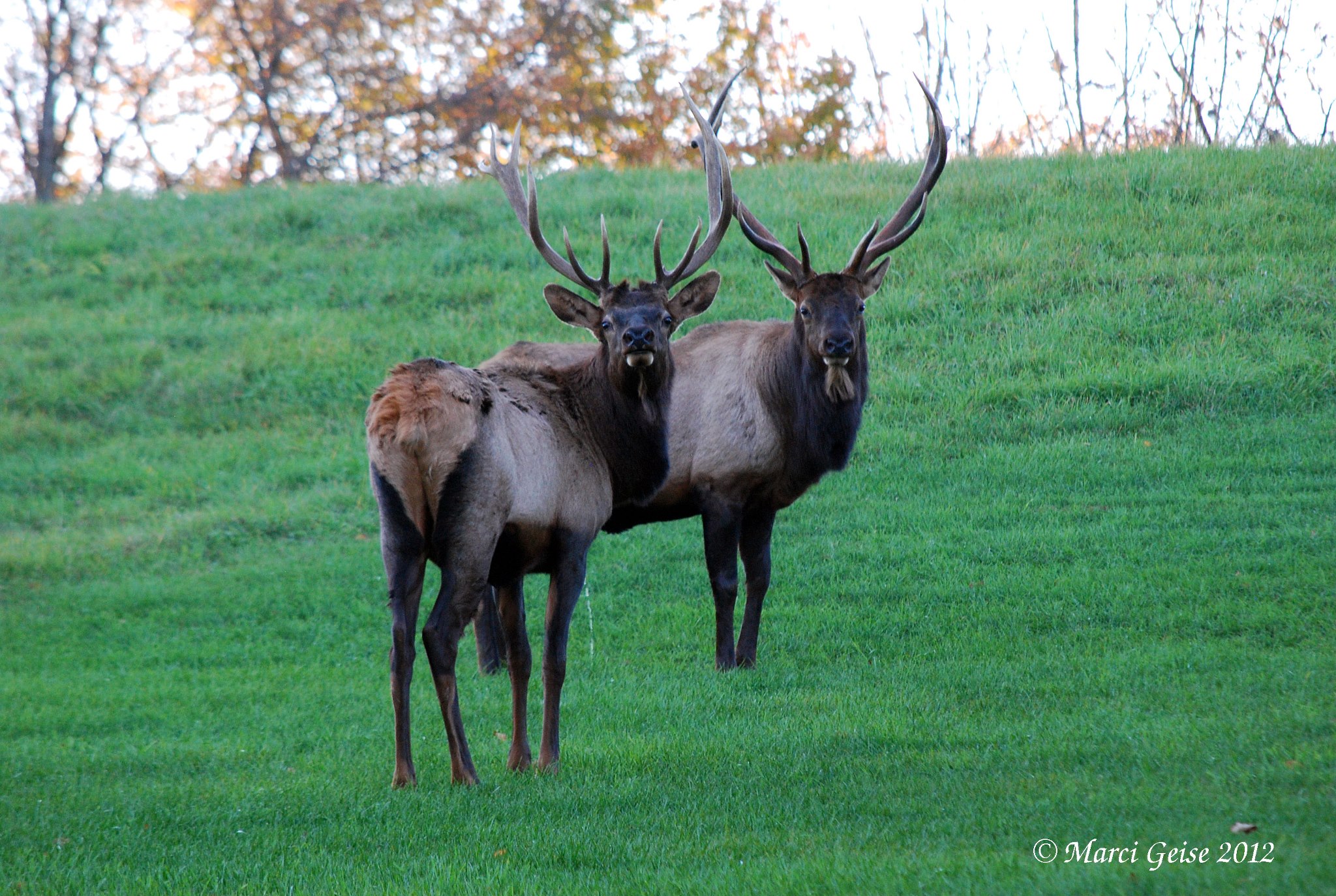 PA Elk Country: Places To View Elk in Pennsylvania