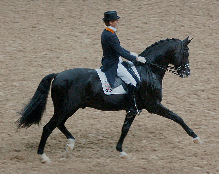 Trakehner