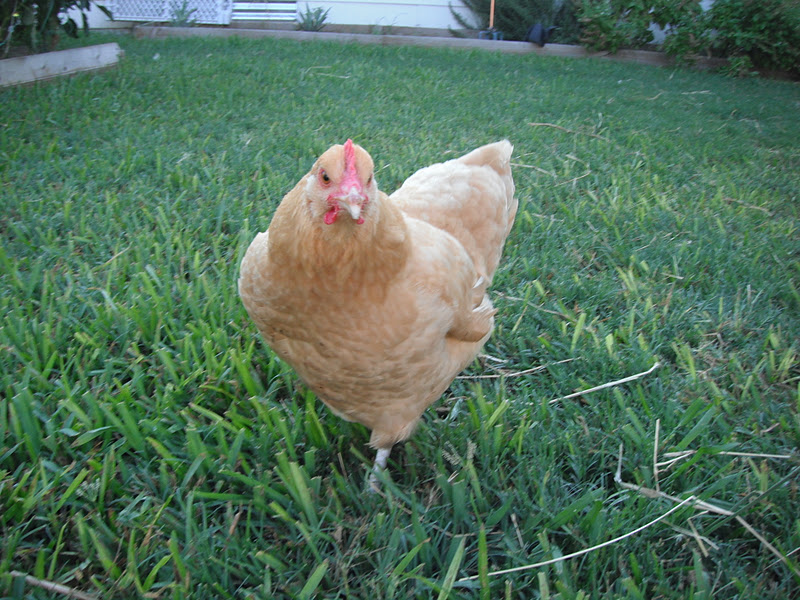 FARM LIFE LESSONS: #115 - Chickens, Eggs and Food - Country Living